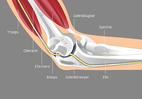 Der Ellenbogen: Aufbau und Funktion | Wann brauche ich eine ...